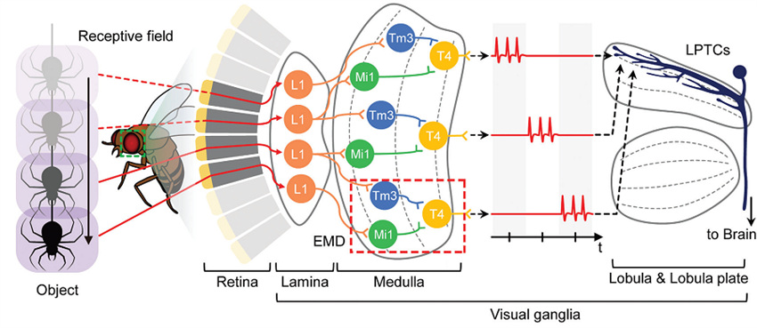 Designing an Insect-Mimicking Sensor for Motion Detection