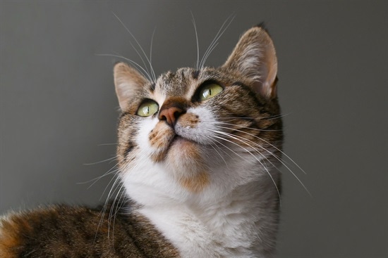 Sustainable, Sensitive Motion Sensors Inspired by Cat Whiskers