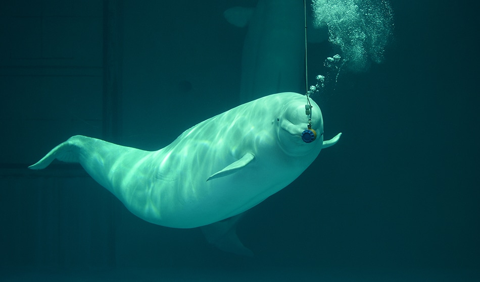 What is a Hydrophone?